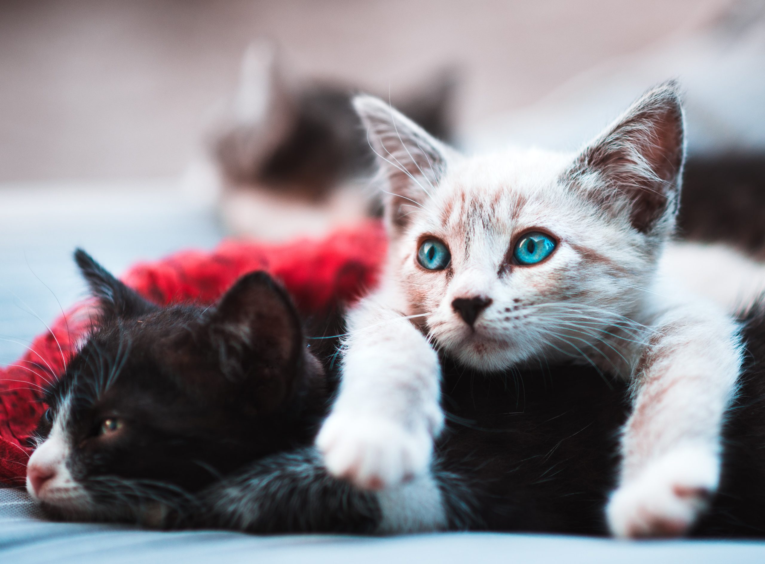 Adopter Un Chaton La Checklist Des Choses Pr voir Adopter Un Chaton La Checklist Des Choses Pr voir